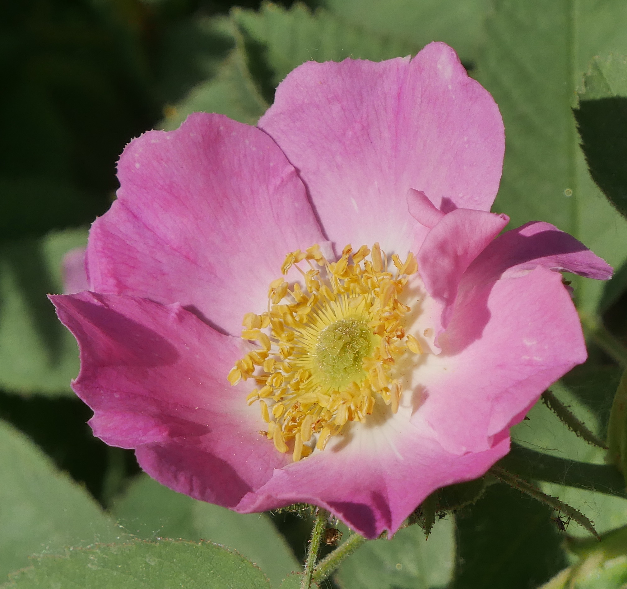 Szentendrei rózsa - Tájépítészeti, Településtervezési és Díszkertészeti ...